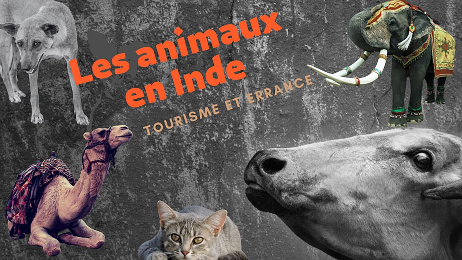 La vie des animaux en Inde : Tourisme et Errance / Voir des éléphants ...